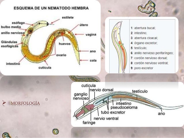 Nematodos Clasificación y Características Microbiologia