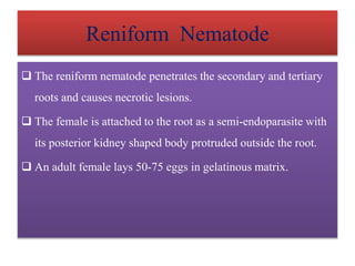 Nematods on tomato and brinjal crop | PPTX