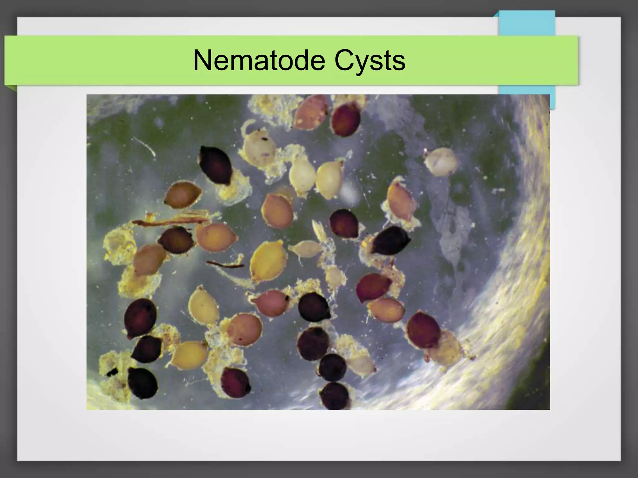 cone top structures of cyst nematodes and their identification | PPTX