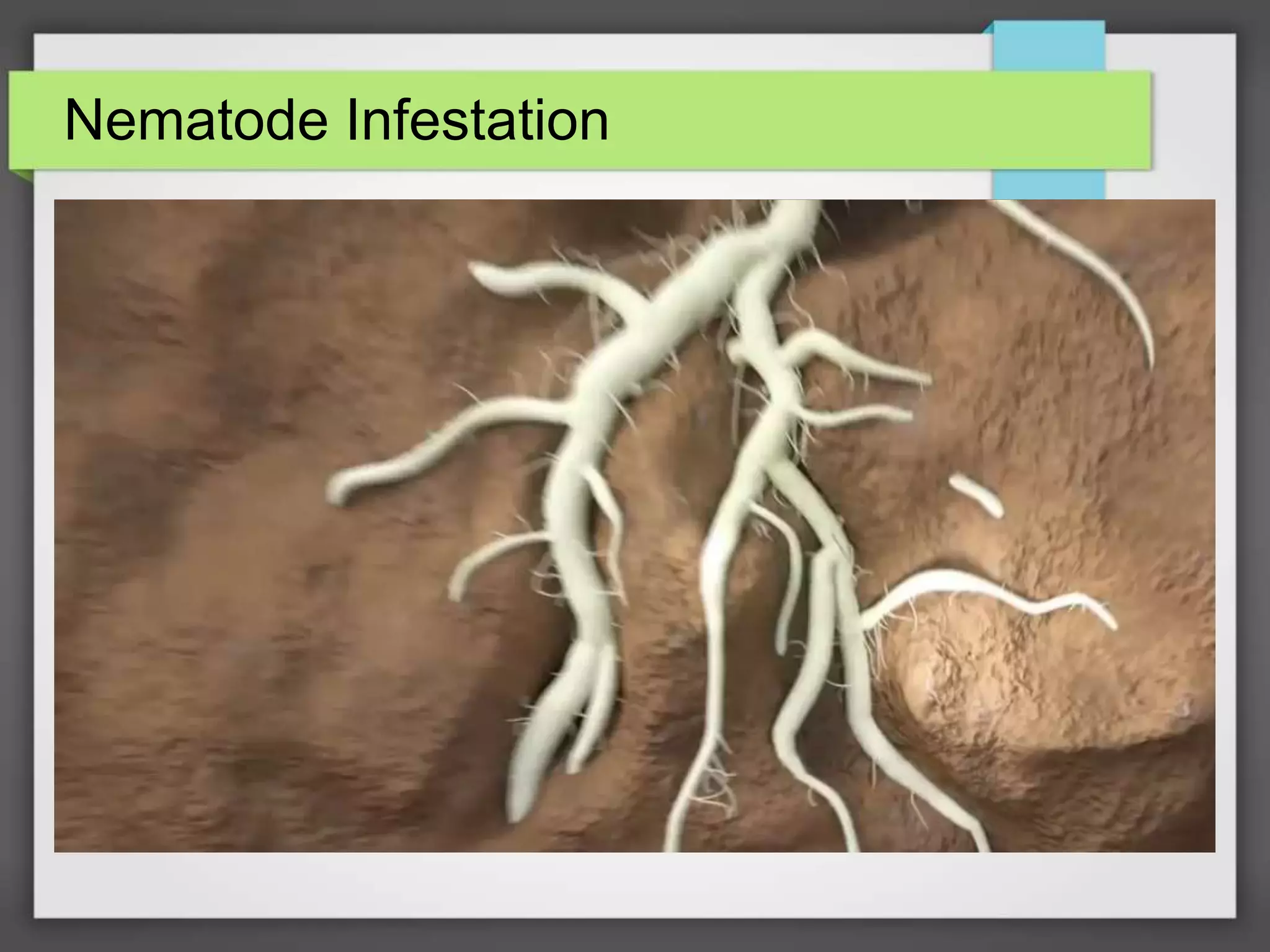 cone top structures of cyst nematodes and their identification | PPTX
