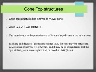 cone top structures of cyst nematodes and their identification | PPTX