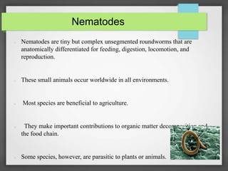 cone top structures of cyst nematodes and their identification | PPTX