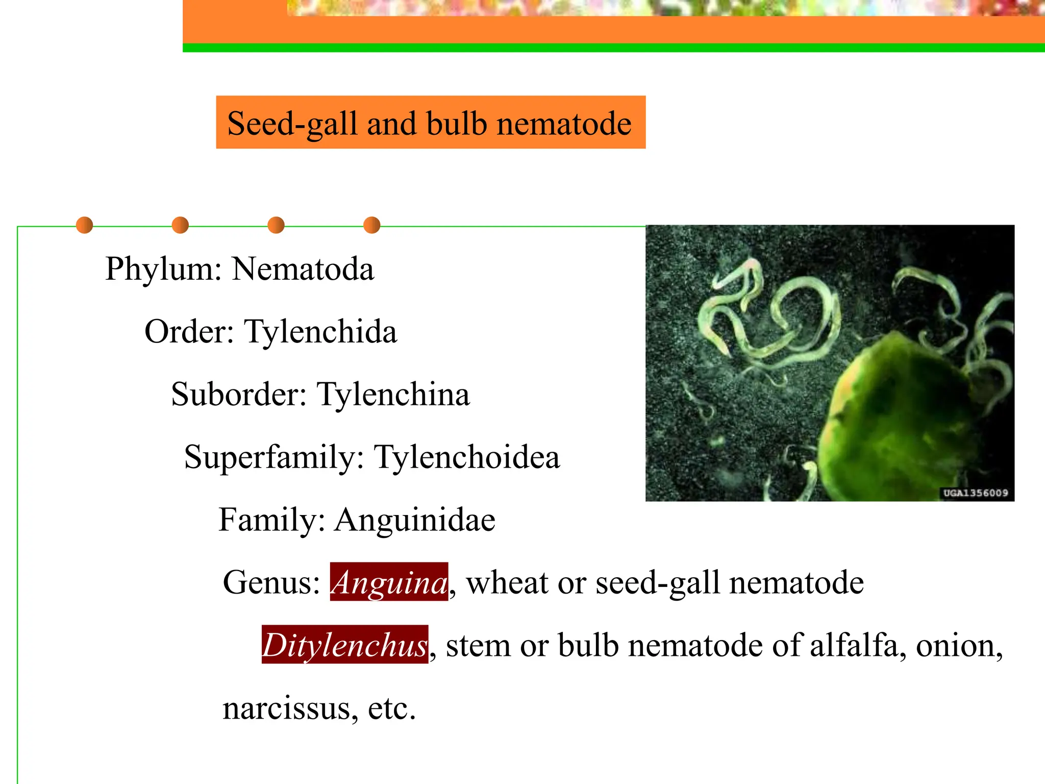 Introduction and History Nematology and Taxonomy of Plant Parasitic Nematodes.ppt