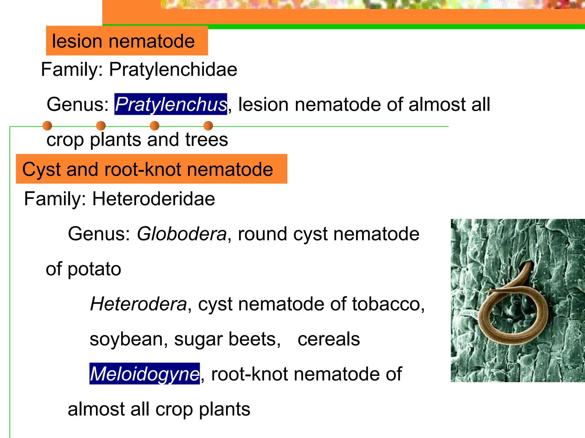 Introduction and History Nematology and Taxonomy of Plant Parasitic Nematodes.ppt