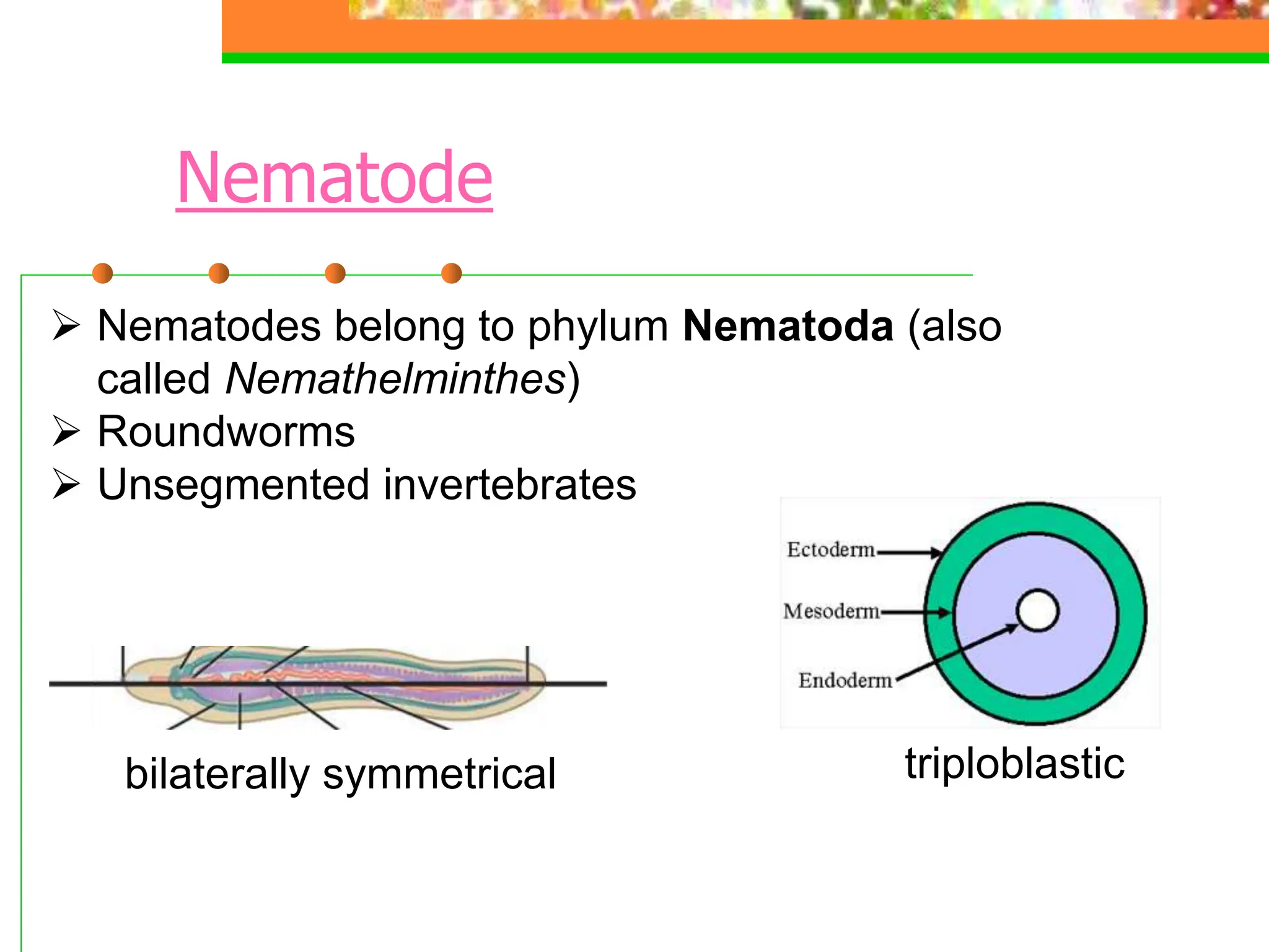 Introduction and History Nematology and Taxonomy of Plant Parasitic Nematodes.ppt