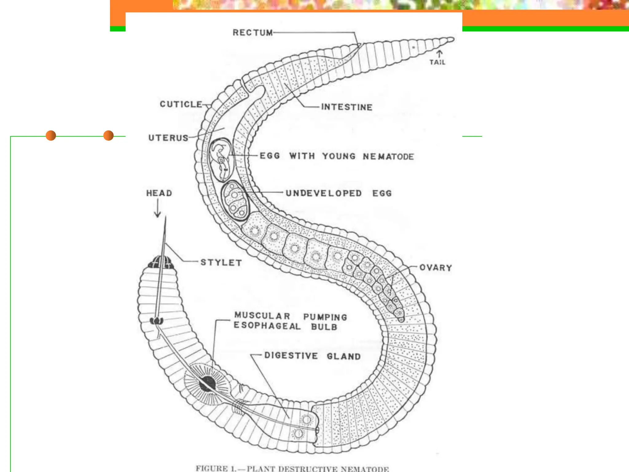 Introduction and History Nematology and Taxonomy of Plant Parasitic Nematodes.ppt
