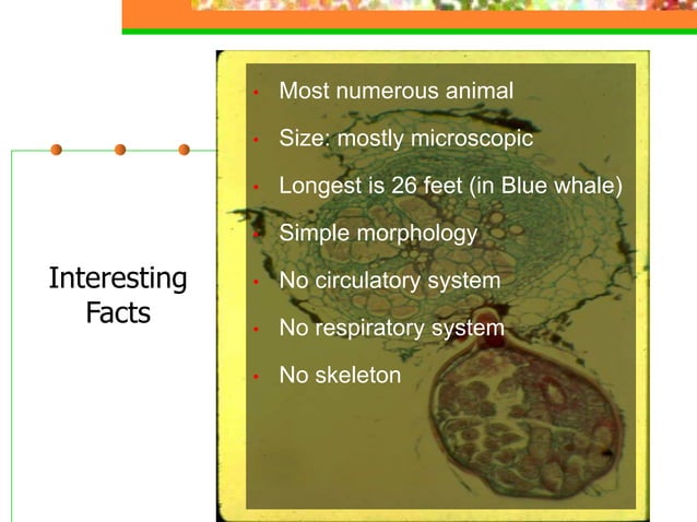 Introduction and History Nematology and Taxonomy of Plant Parasitic Nematodes.ppt | Biological ...