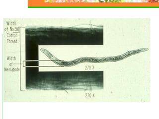 Introduction and History Nematology and Taxonomy of Plant Parasitic Nematodes.ppt