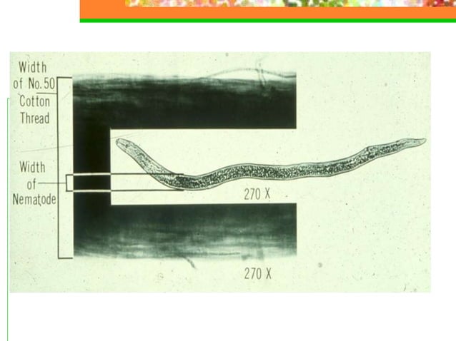 Introduction and History Nematology and Taxonomy of Plant Parasitic ...