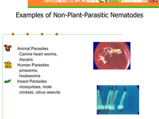 Introduction and History Nematology and Taxonomy of Plant Parasitic Nematodes.ppt