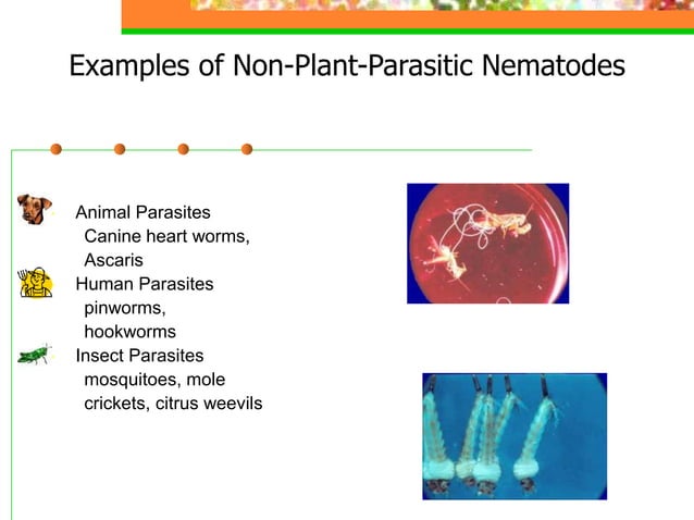 Introduction and History Nematology and Taxonomy of Plant Parasitic Nematodes.ppt | Biological ...