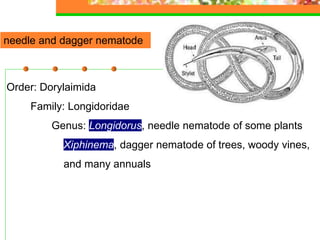 Introduction and History Nematology and Taxonomy of Plant Parasitic ...