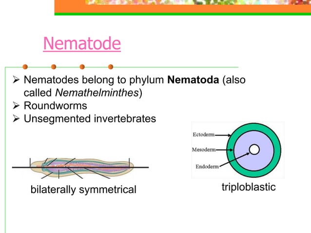 Introduction and History Nematology and Taxonomy of Plant Parasitic Nematodes.ppt | Biological ...