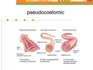 Introduction and History Nematology and Taxonomy of Plant Parasitic Nematodes.ppt