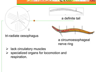 Introduction and History Nematology and Taxonomy of Plant Parasitic ...