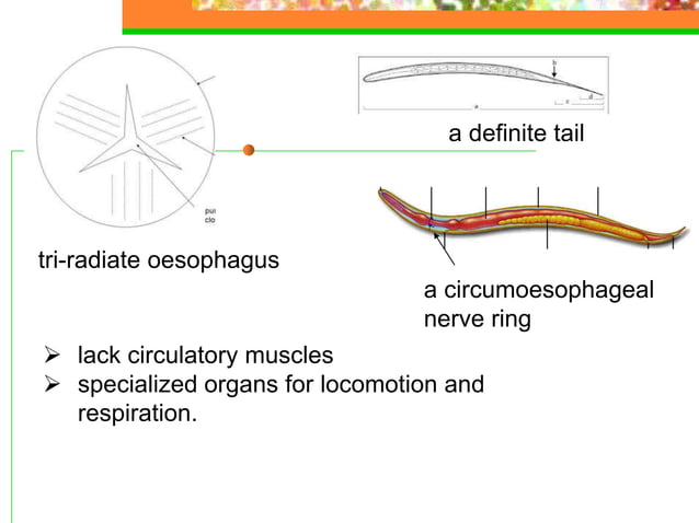 Introduction and History Nematology and Taxonomy of Plant Parasitic Nematodes.ppt | Biological ...