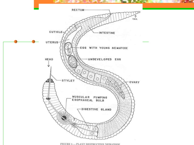 Introduction and History Nematology and Taxonomy of Plant Parasitic ...