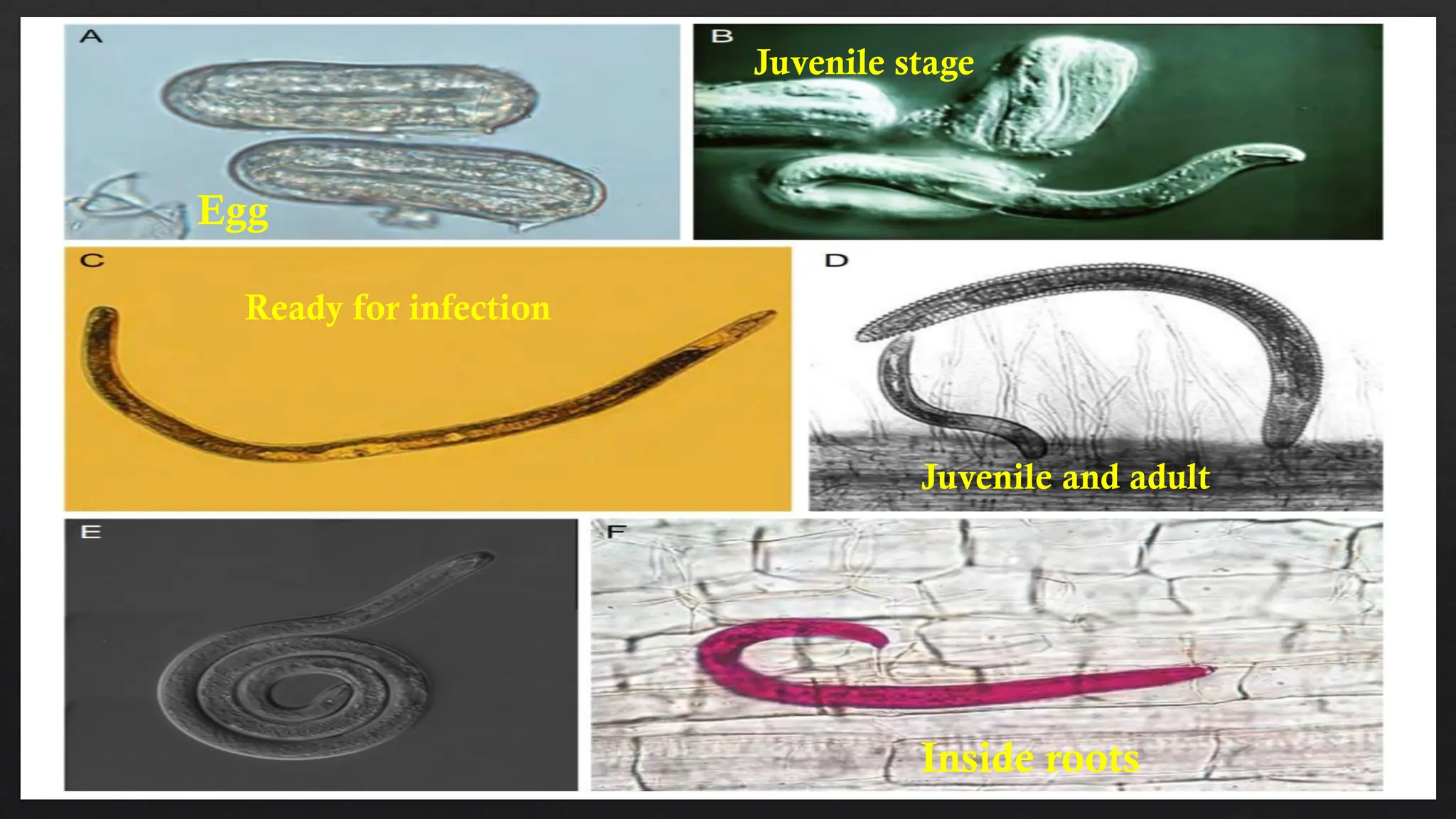 Ecological classification of nematodes and type of parasitism in ...