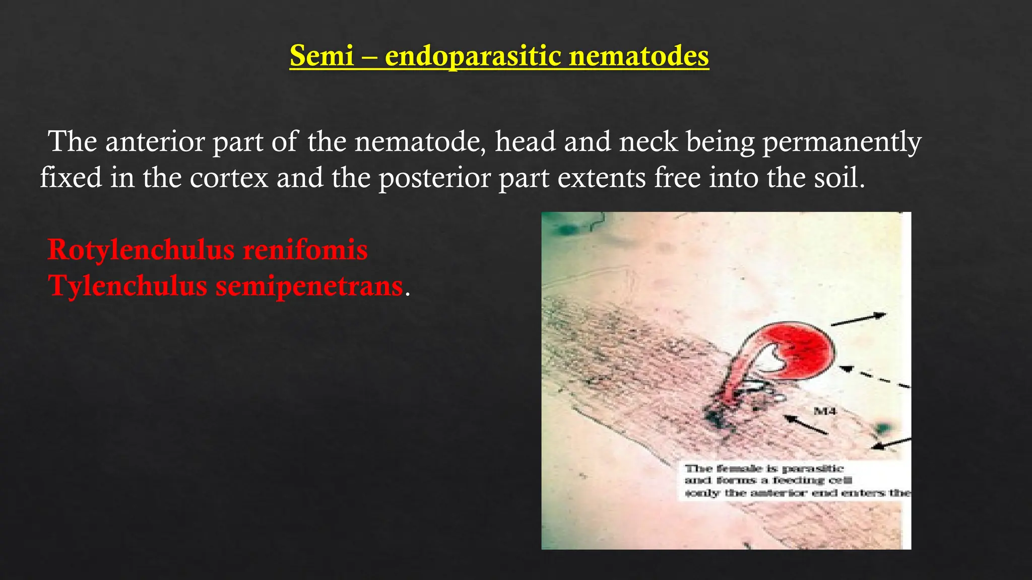 Ecological classification of nematodes and type of parasitism in ...
