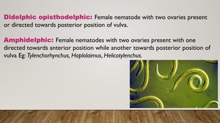 Nematology ppt-1.pptx reproductive system of nematodes | PPTX