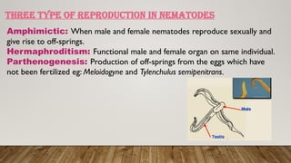 Nematology ppt-1.pptx reproductive system of nematodes | PPTX