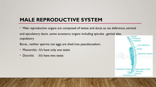 Nematology ppt-1.pptx reproductive system of nematodes | PPTX