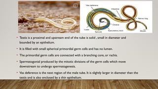 Nematology ppt-1.pptx reproductive system of nematodes | PPTX