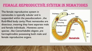 Nematology ppt-1.pptx reproductive system of nematodes | PPTX