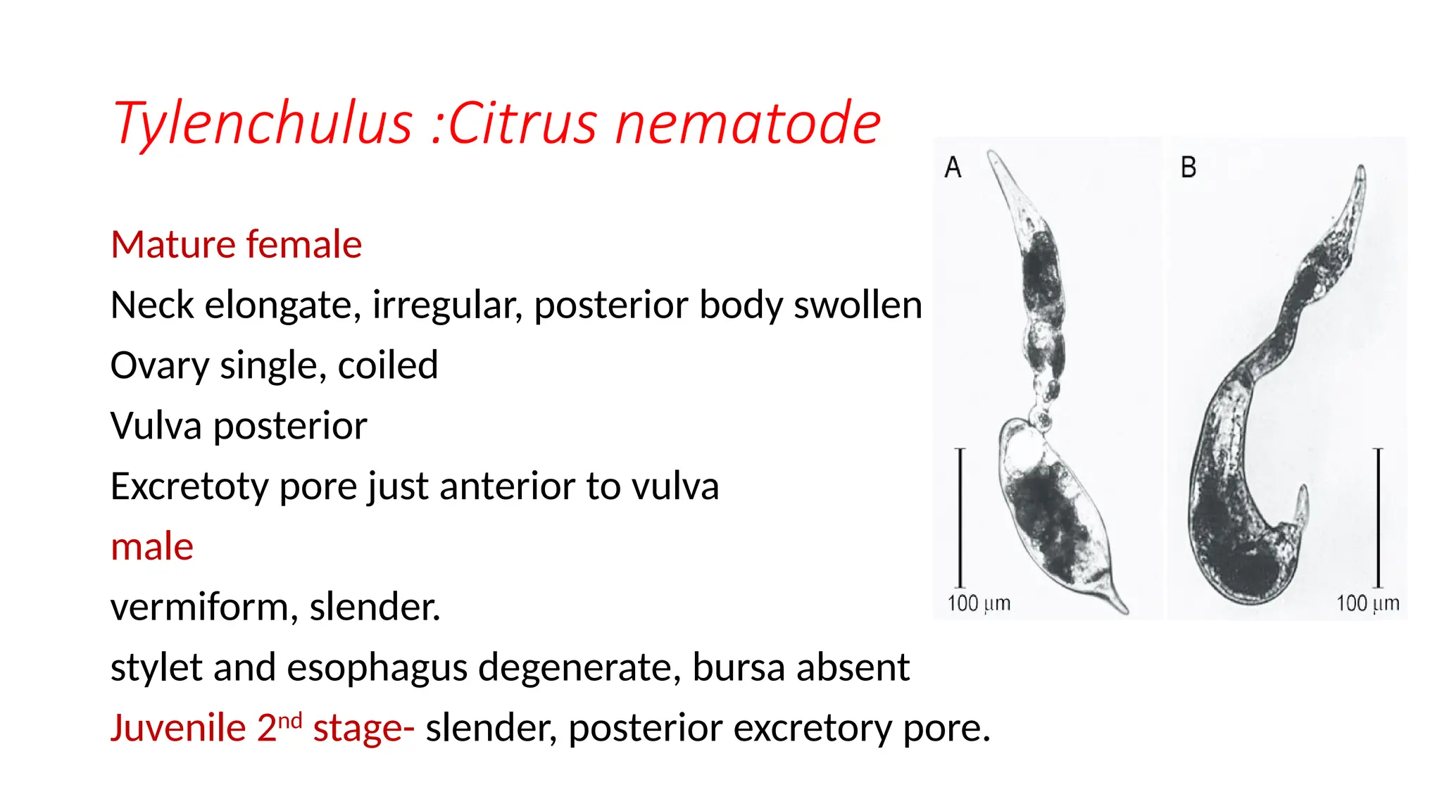 Nematology Taxonomy and their different groups | PPTX