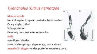 Nematology Taxonomy and their different groups | PPTX
