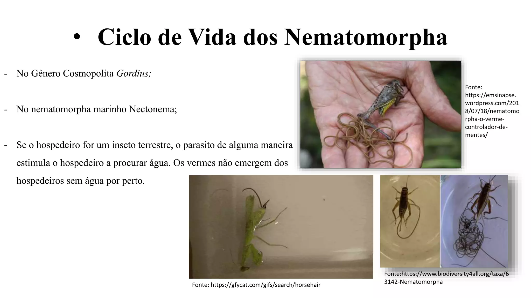 Nematomorpha, Acantocephala e Cycliophora.pptx