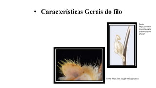 Nematomorpha, Acantocephala e Cycliophora.pptx