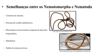 Nematomorpha, Acantocephala e Cycliophora.pptx