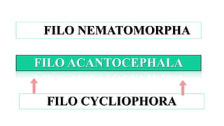 Nematomorpha, Acantocephala e Cycliophora.pptx