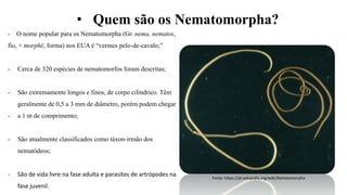 Nematomorpha, Acantocephala e Cycliophora.pptx