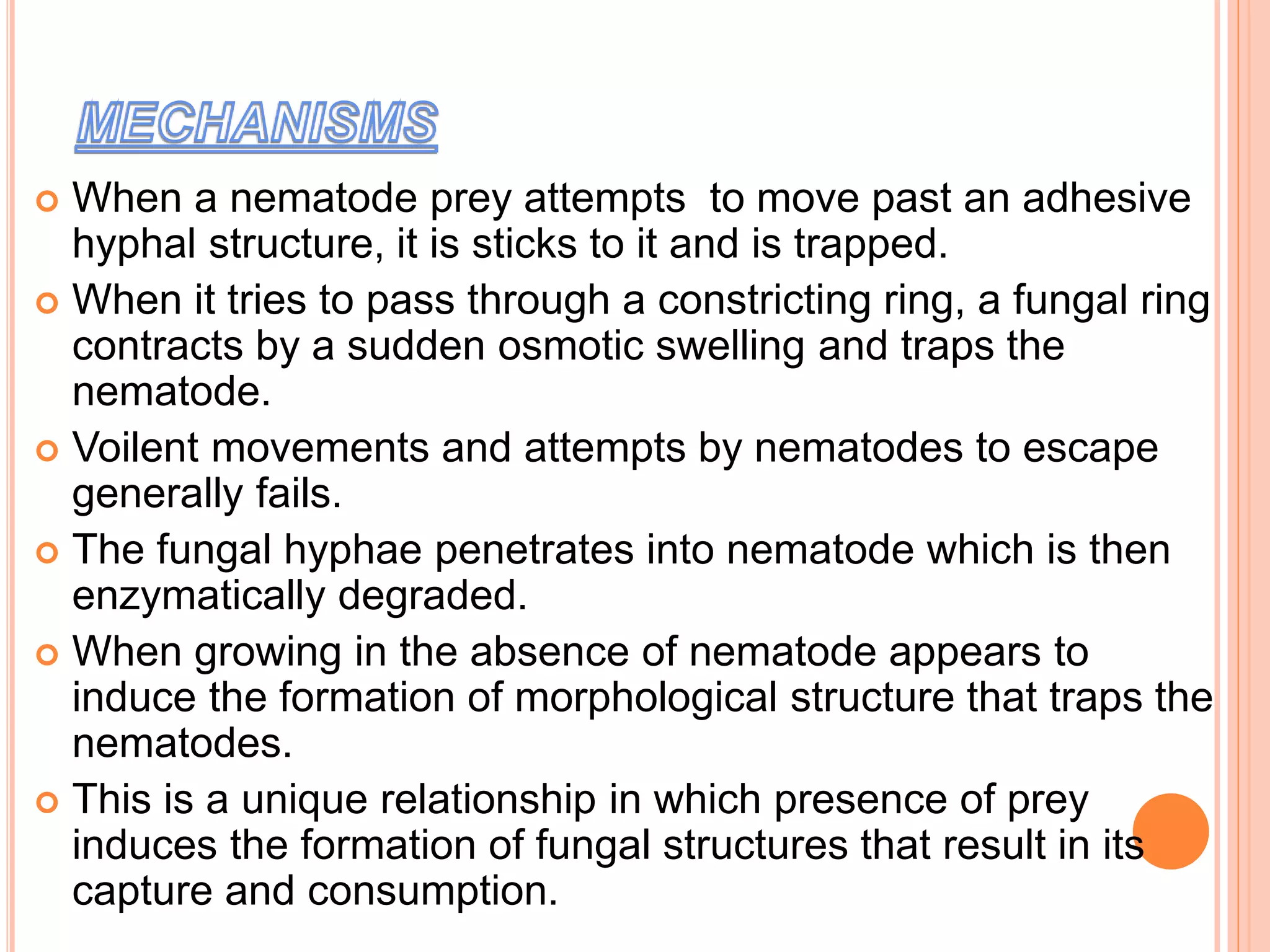 Nematophagus fungi | PPTX