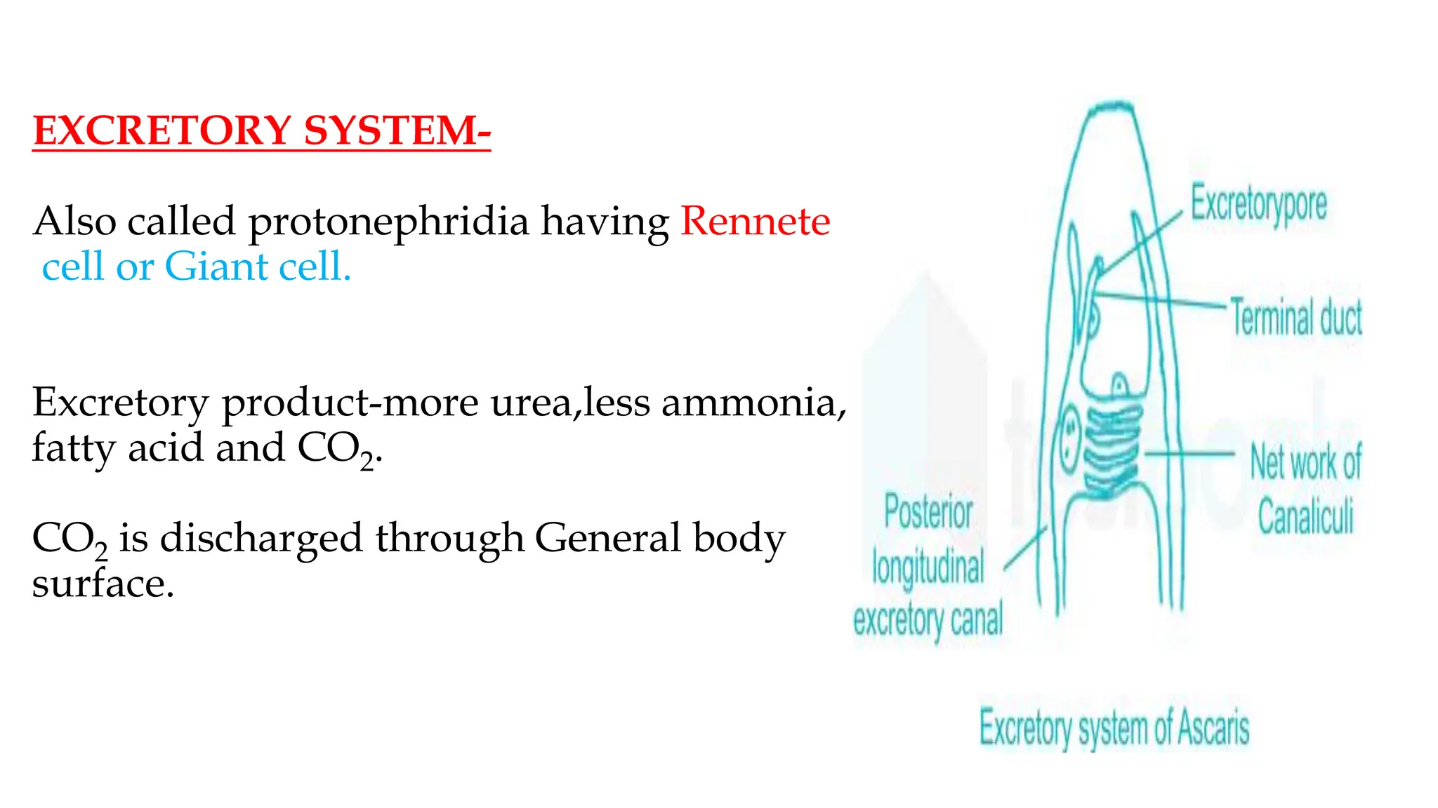 NEMATYHELMINTHES PDF.pdf