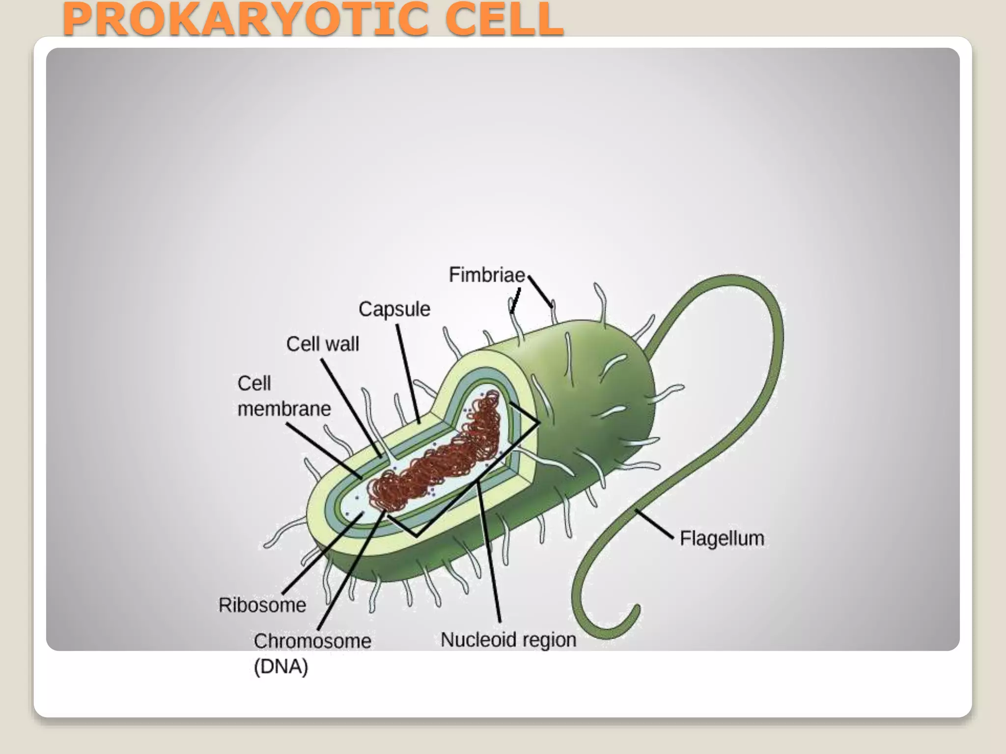 prokaryotic cell | PPT | Free Download