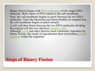 prokaryotic cell | PPT