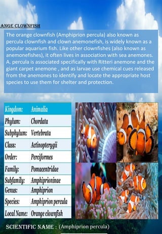 Clown Fish | PPT