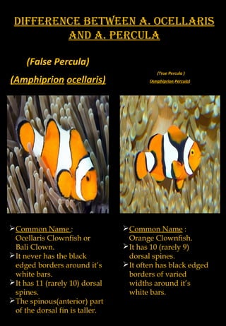 True Percula Clownfish Vs False