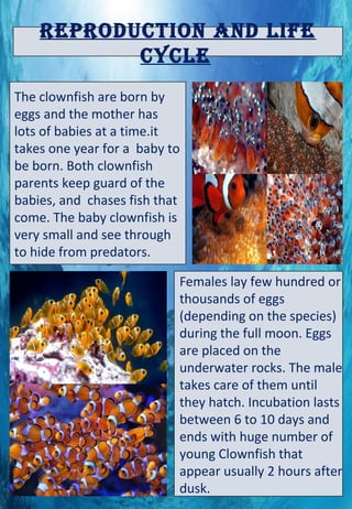 Life Cycle Of A Clown Fish