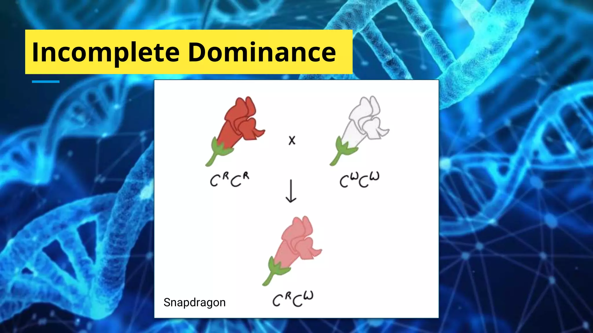 Neo-Mendelian Inheritance.pptx