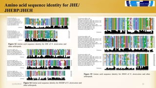Neocaridina denticulata | PPTX