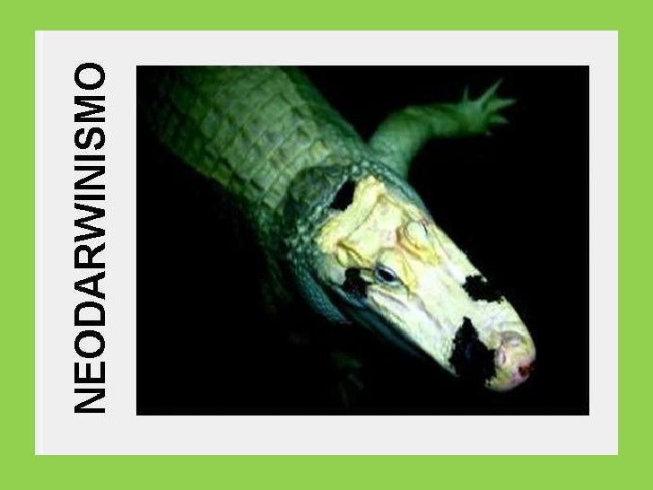 Neodarwinismo