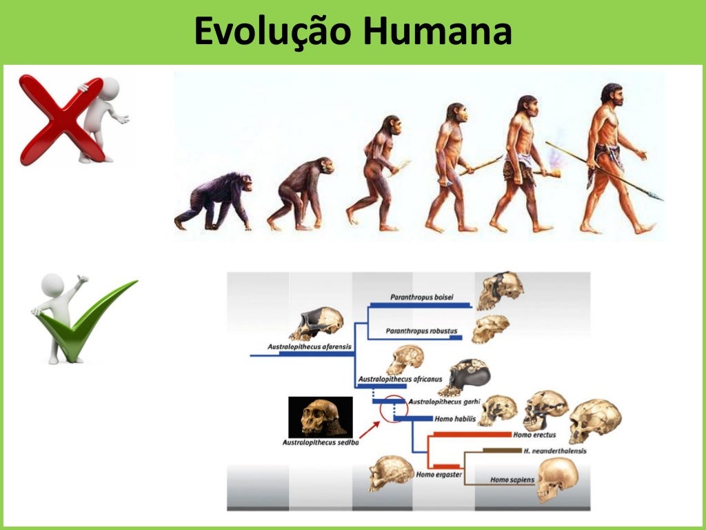 Neodarwinismo e Evolução Humana