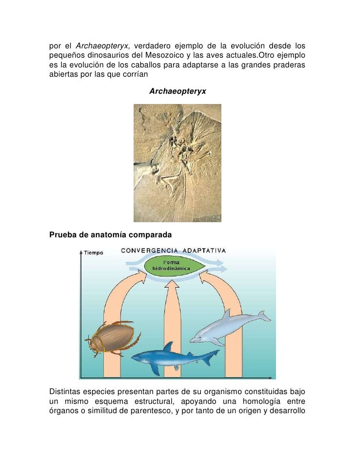 Neodarwinismo teoría sintética
