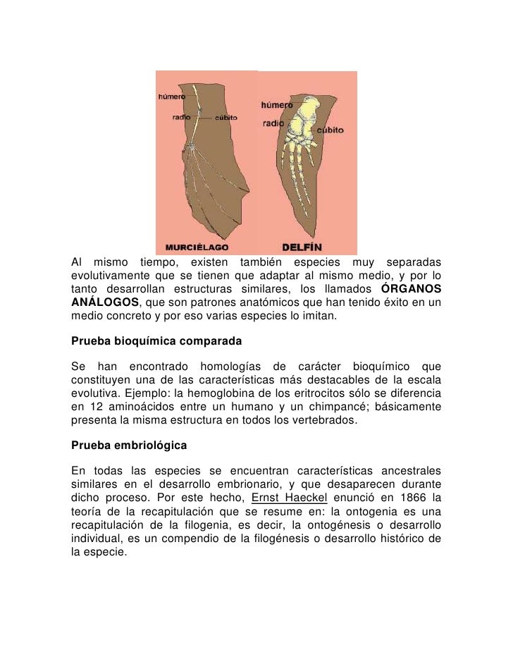Neodarwinismo teoría sintética