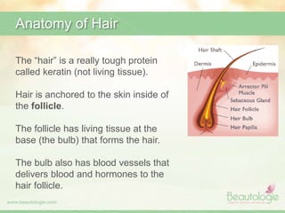 Neograft hair transplant by Beautologie | PPTX