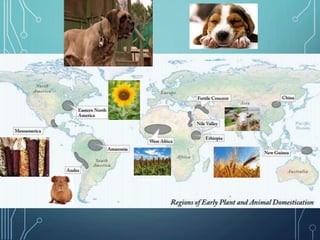 Neolithic Revolution | PPTX